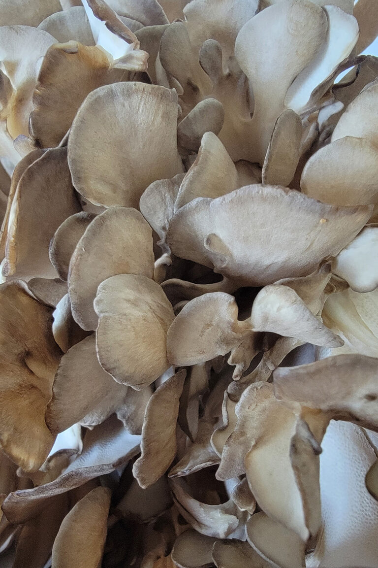 Maitake Mushrooms - Plant-Based Matters